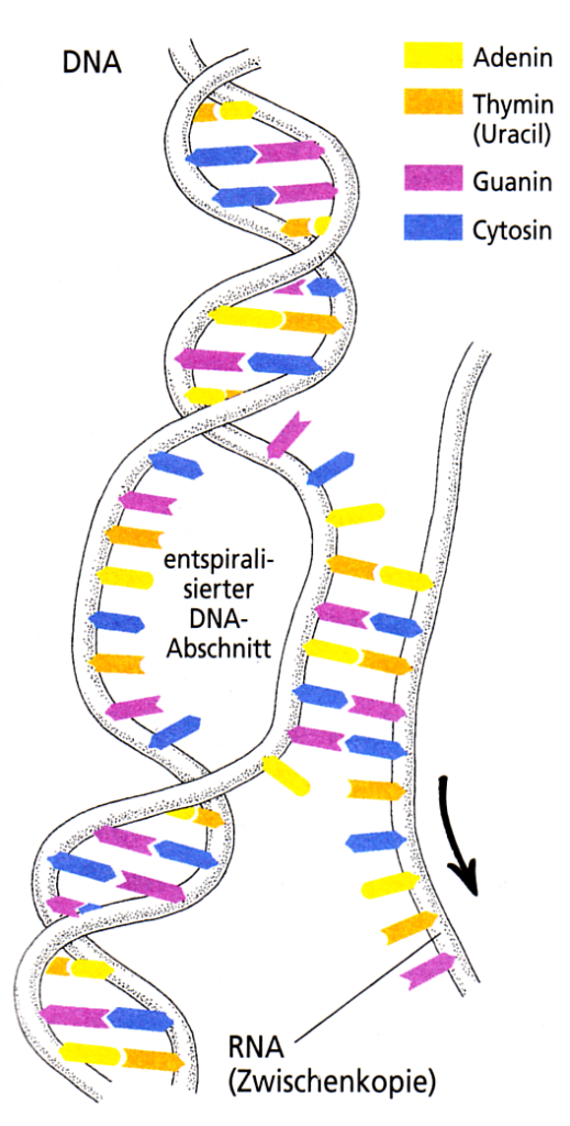 Nukleinsäuren: Schlüssel zur Vererbung - online-heilpraktikerschule-mv.de